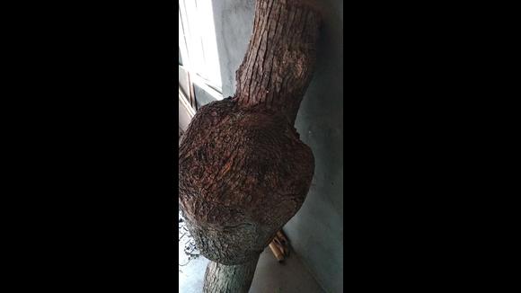 这棵香樟树,树瘤能做什么?