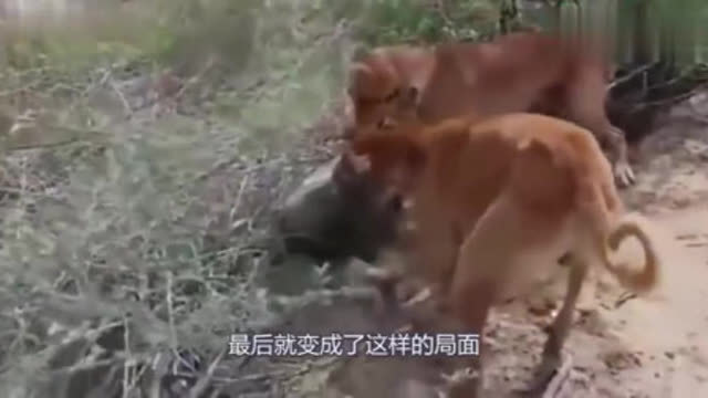 野狼想要偷羊,结果却被家里的狗狗咬死,镜头录下全程!