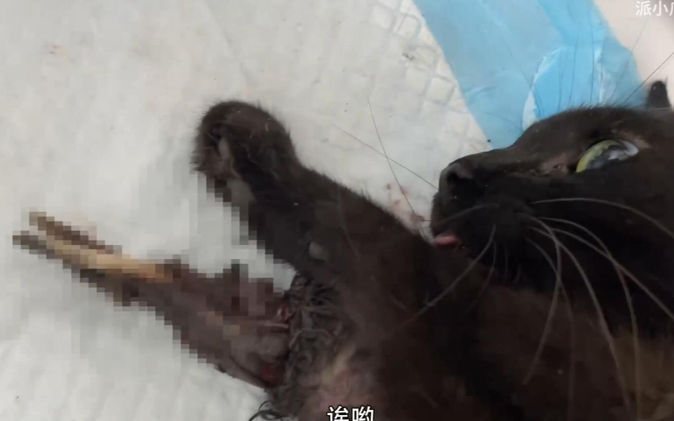 它只是一只怀孕的流浪校猫,却在这世间走了最绝望的一遭