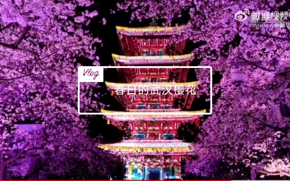 春天来了,武汉的樱花真美。