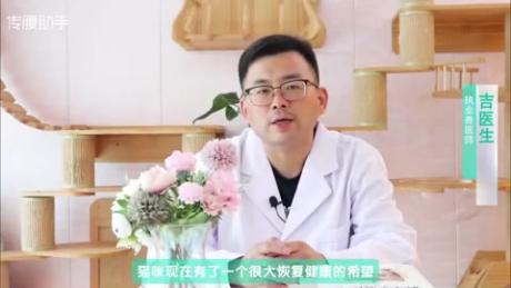 传腹助手:441治疗猫传腹成功的概率