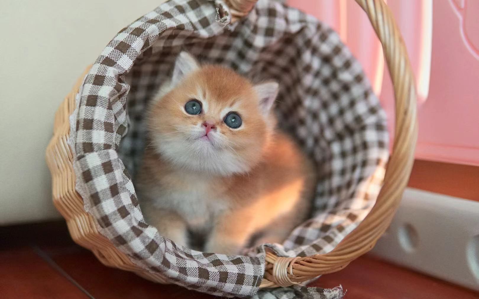 我要做一只吃饱喝足玩开心睡觉觉的小猫咪!