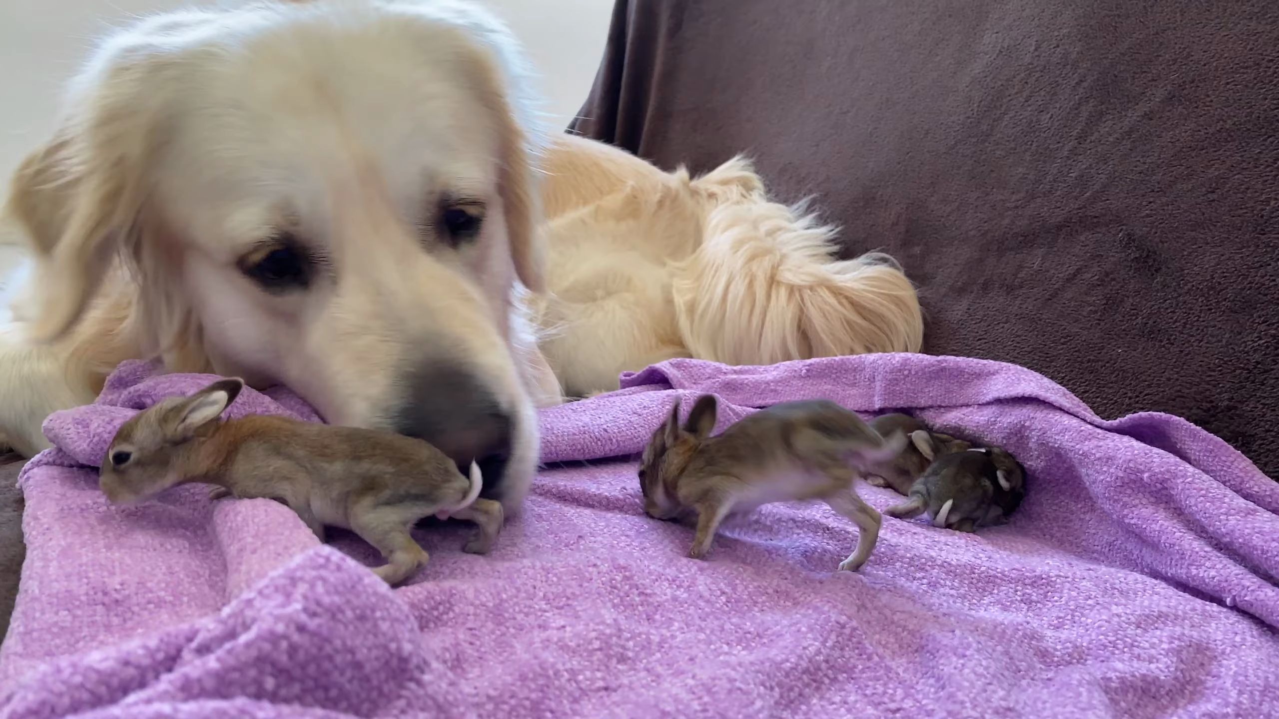 金毛猎犬和9天大的小兔子 - TiB