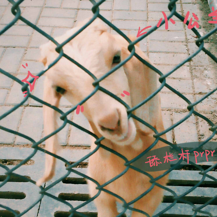 佛力阿橙 