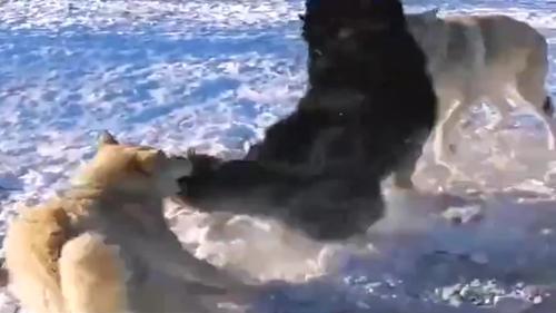 农村人养的藏獒战斗力太强悍了,一群狼都打败不了它,看着都可怕!