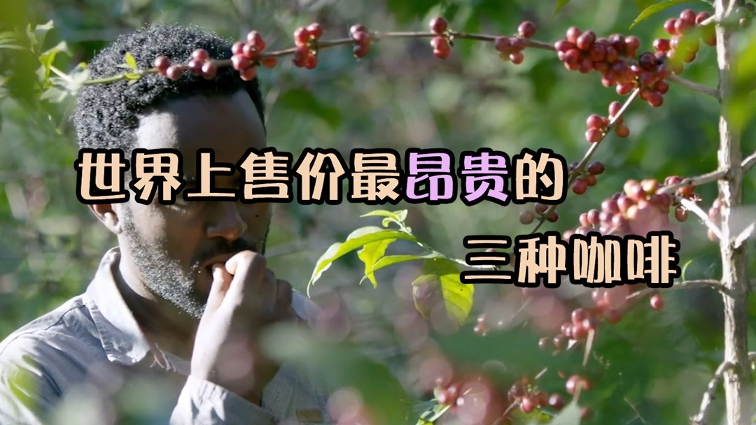 粑粑也喝不起了!世界上售价超贵的咖啡豆,一小把售价4000元!
