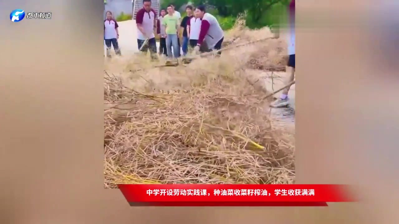 技能满点!中学开设劳动实践课,种油菜收菜籽榨油,学生收获满满