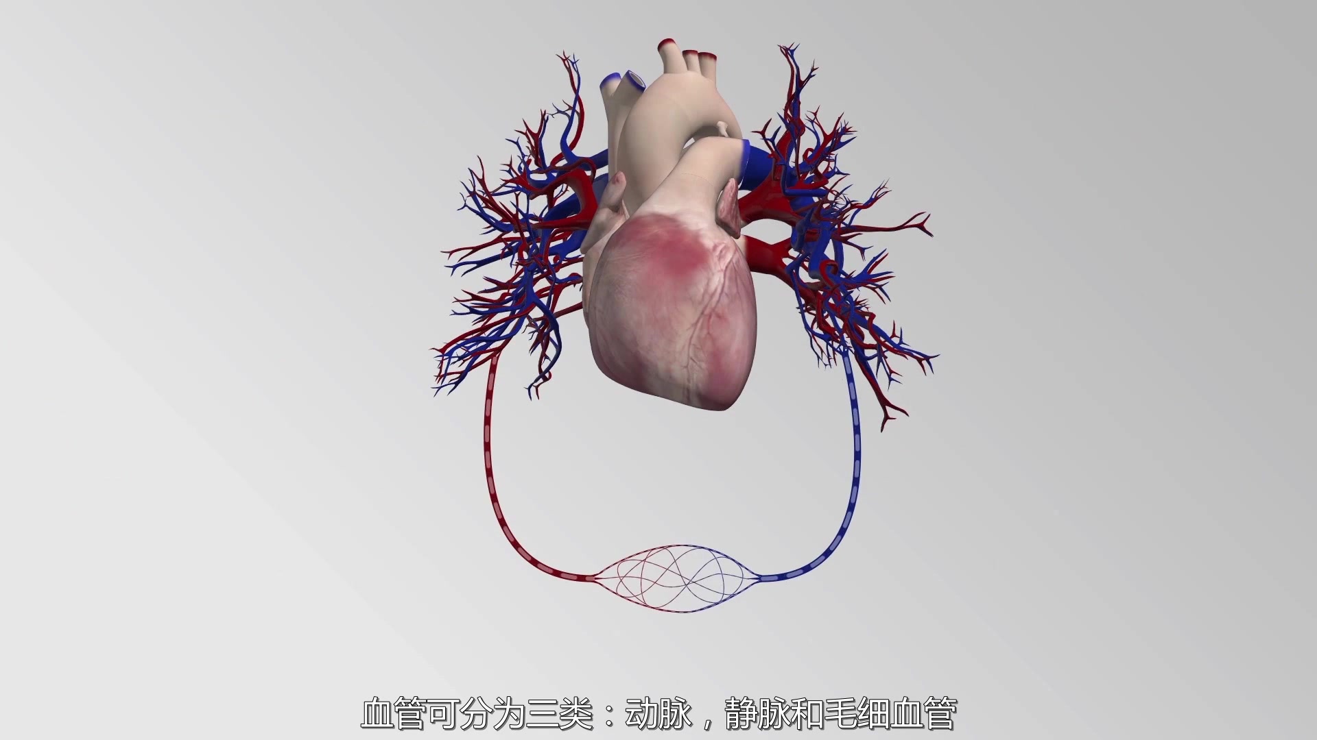 初中生物 七下 心血管系统