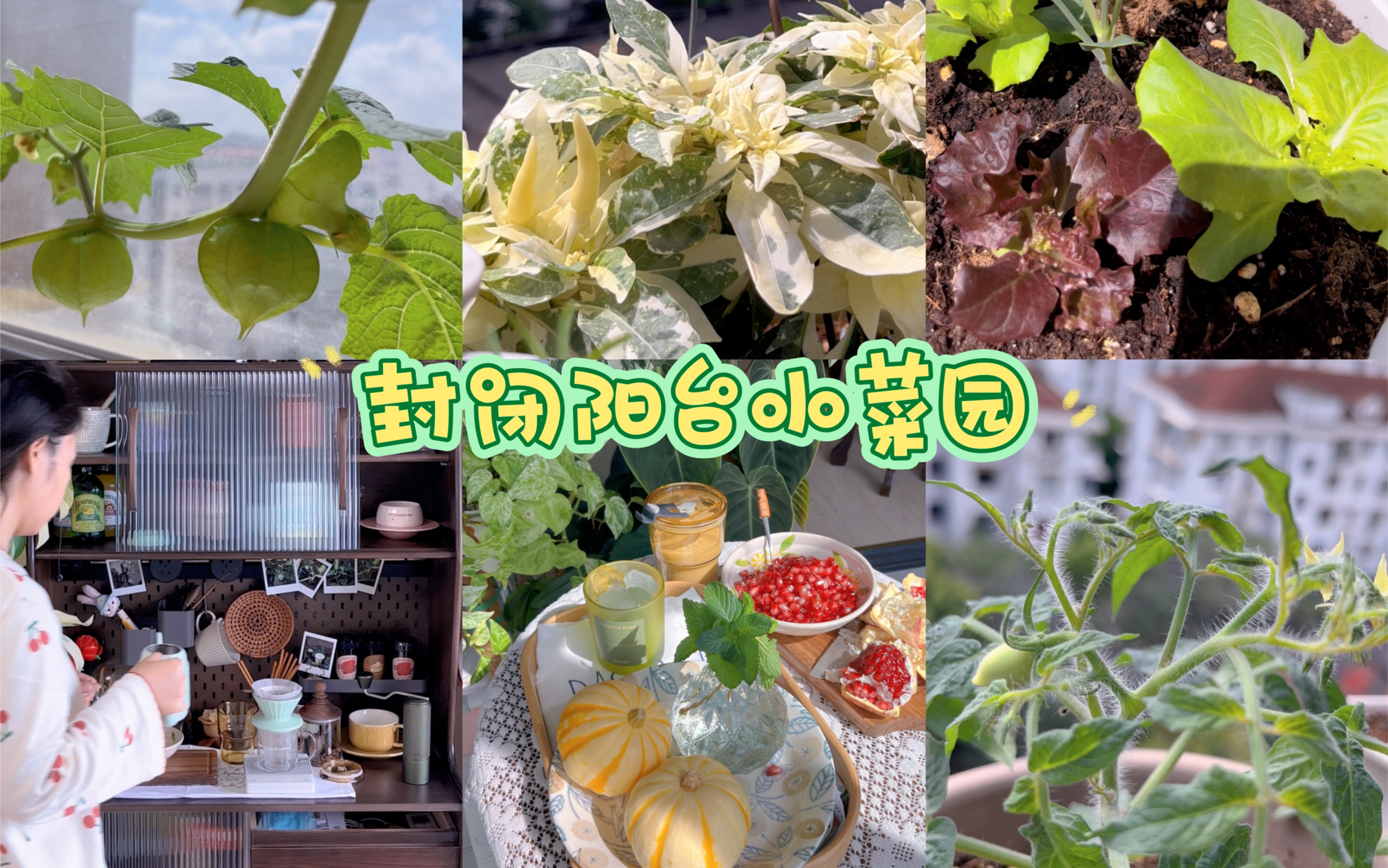 ...了生菜、萝卜、辣椒、番茄、冰草、草莓、甜菜,在封闭阳台玩种植,从...