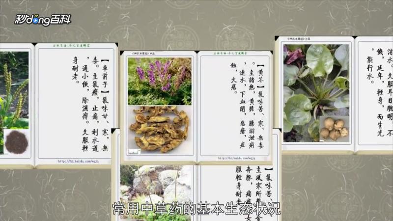 「秒懂百科」一分钟读懂图解中草药大全