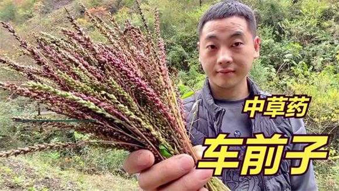 农村常见中草药车前草,成熟的种子叫车前子,它的作用你知道吗