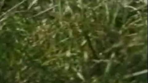 蟒蛇世界-动物世界-蟒蛇