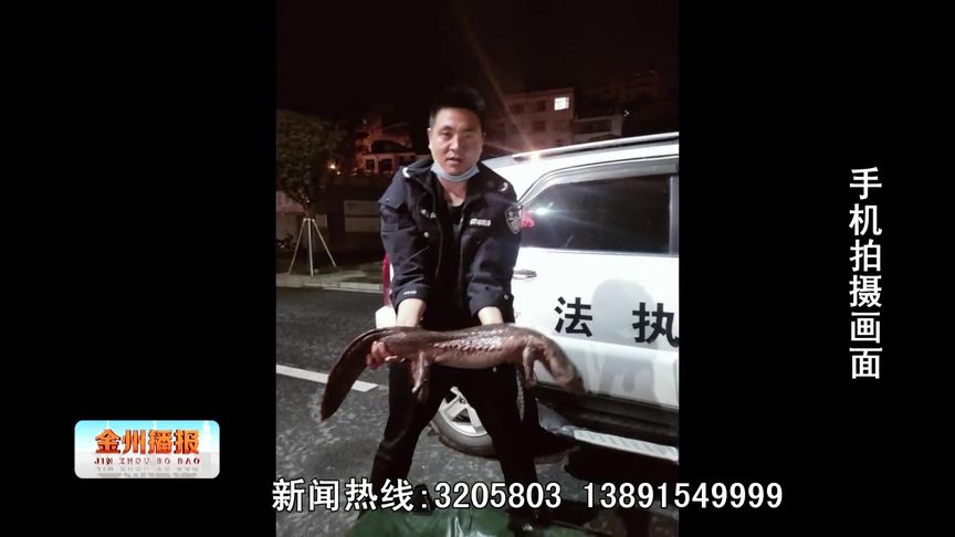 旬阳县发现一条违法捕捞的3.9公斤野生大鲵!