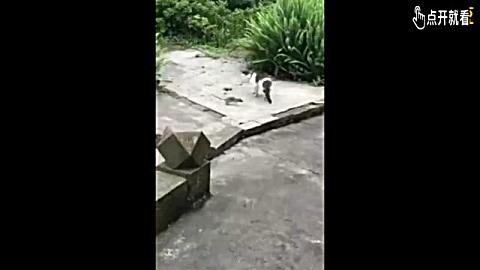 以前是猫追老鼠,现在是老鼠追猫!