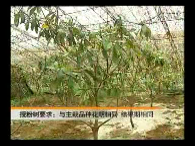 枇杷种植技术视频 枇杷种植技术 如何栽培枇杷教程