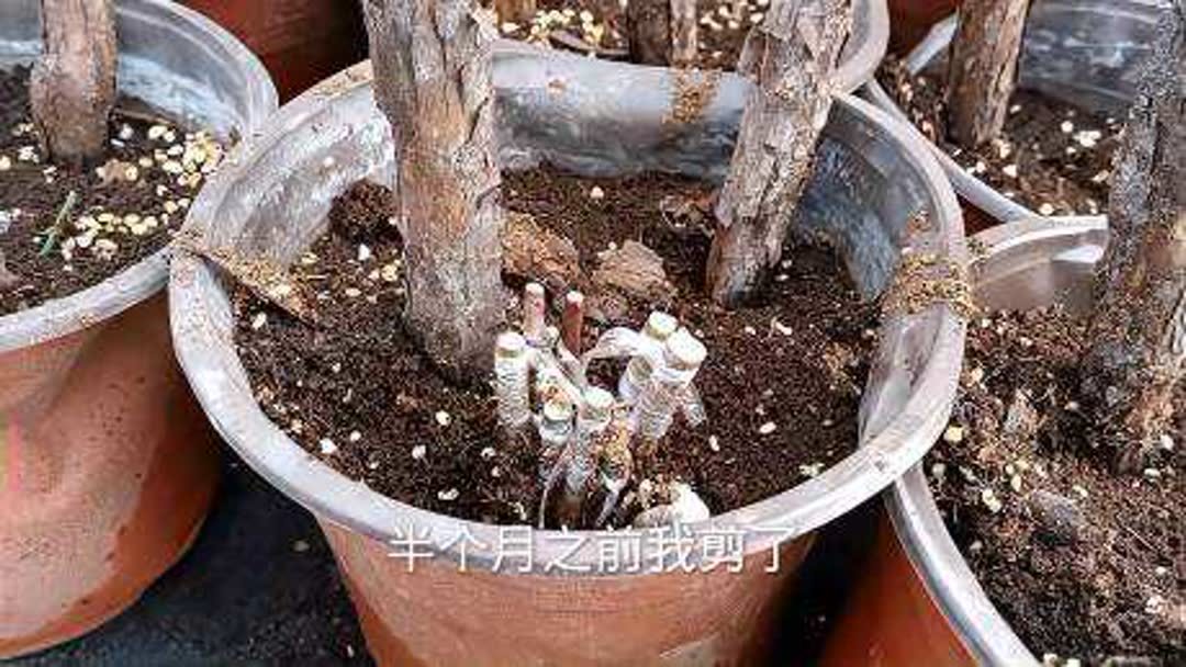 月季嫁接好,如果没地方扦插,可以这样操作,先让它产生愈伤组织