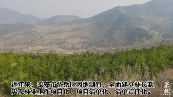 果然视频丨岱岳区全面建立林长制 唱响林业发展最强音