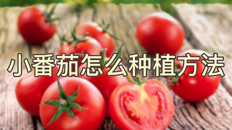 小番茄怎么种植方法