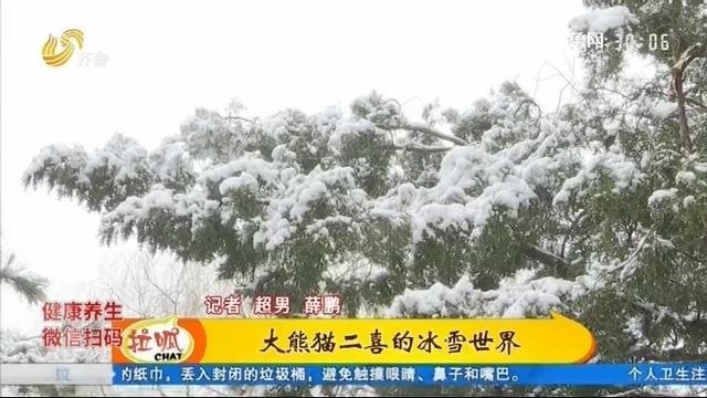 济南的冬天让大熊猫找到"家的味道"