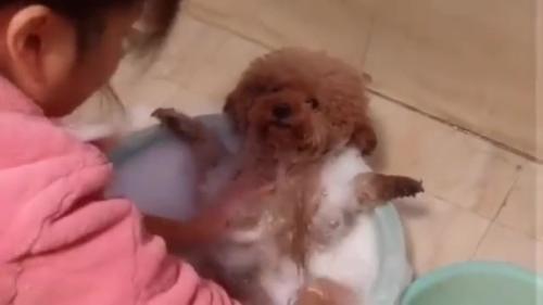 铲屎官给狗狗洗澡,狗狗一脸无奈,小模样太可爱了