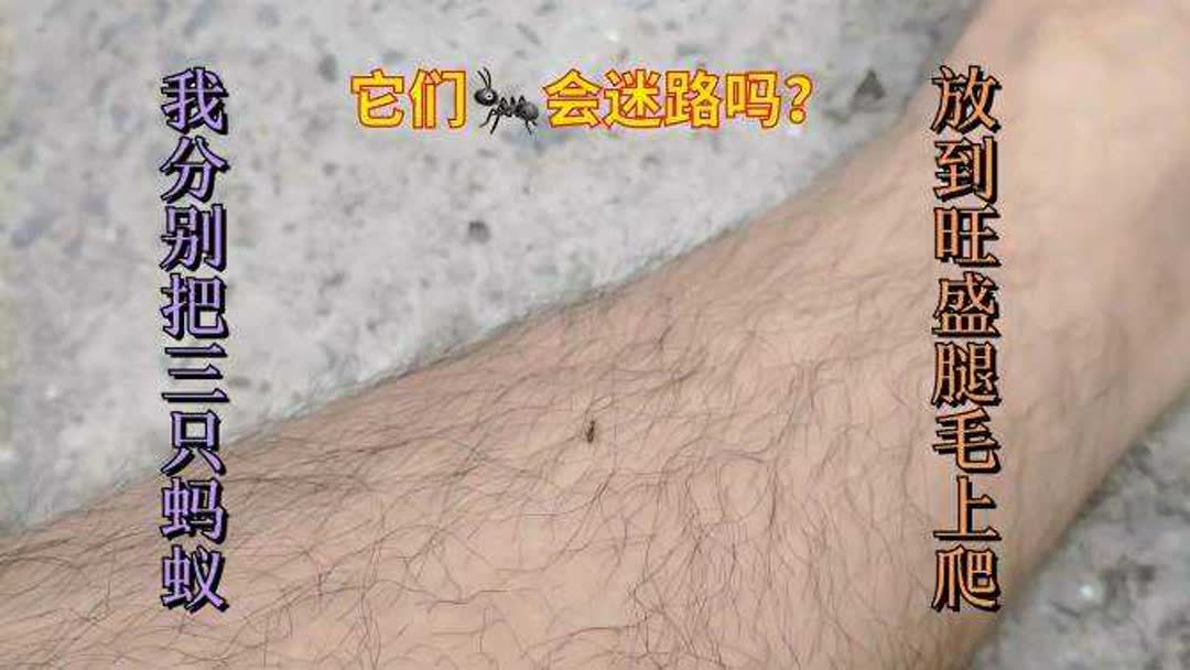 分别把3只蚂蚁,放到我旺盛的腿毛上面爬行,看一看它们会迷路吗?