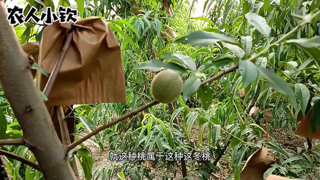 大爷家的桃子套完袋了,整个桃园果实累累,期待桃子的成熟!