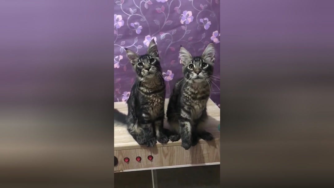 猫咪颜值排行榜,第一名你猜对了吗?