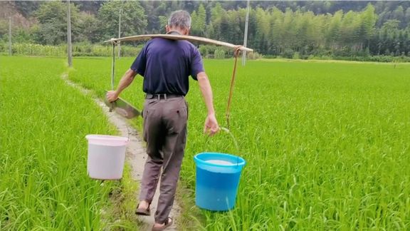 叔公担了两桶肥料去田里放一点肥料去禾苗生长的好一些。