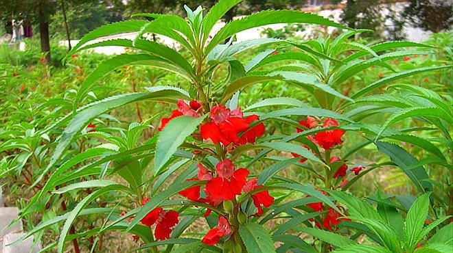 遇见凤仙花记得摘回家,还能发挥2大厉害作用,省钱又实用