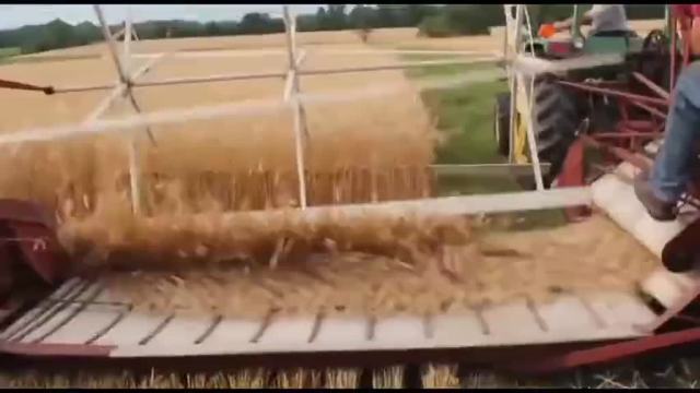 机械收割麦子,相比人工采收,你看这效率怎样