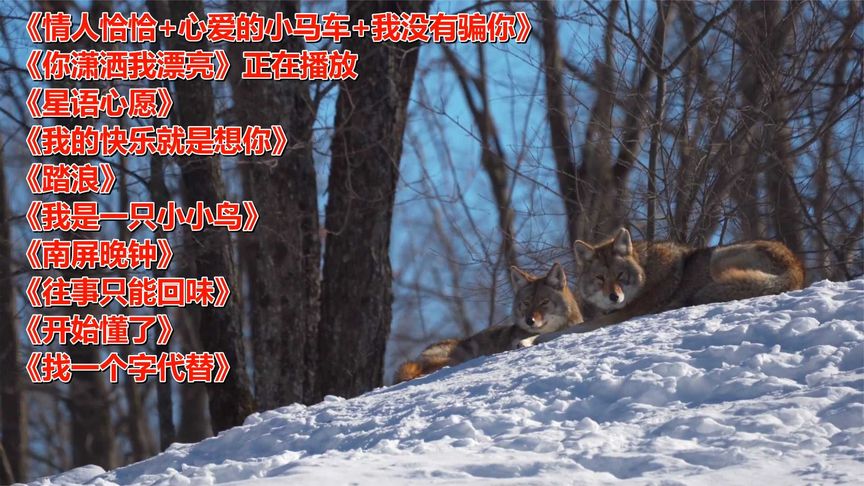 《情人恰恰+心爱的小马车+我没有骗你》《你潇洒我漂亮》