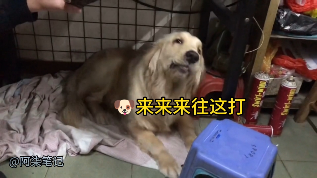 狗狗生气的样子有多可爱!