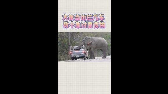 泰国大象当街拦汽车 教小象讨要食物
