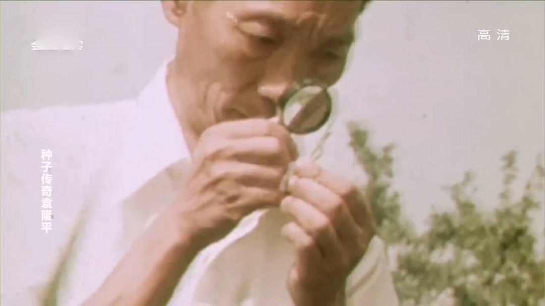 袁隆平的杂交水稻有何奥秘?而水稻的杂交,又是什么原理呢