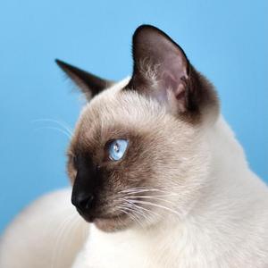 3dmax猫 