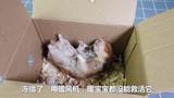 养了一年多的仓鼠死掉了,不知道是老死的,还是冷死了,伤心