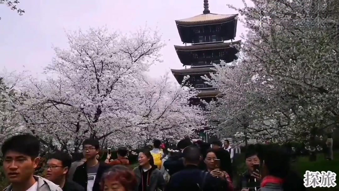 不用去日本看樱花,武汉樱花开了,省钱又好看