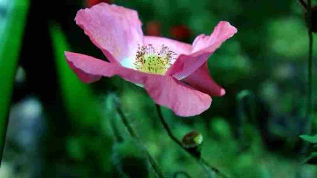 花儿连连看益智小游戏这关是否能过呢