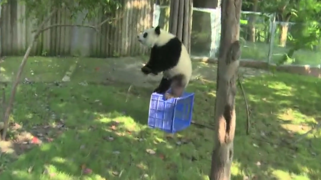 熊猫:我生气起来连我自己都摔!你们有意见吗?