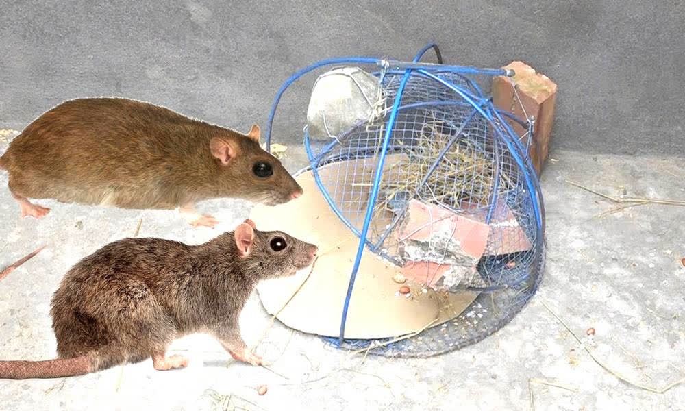 牛人自制铁网捕鼠笼,为什么抓到了老鼠,网友说还不如一只猫!