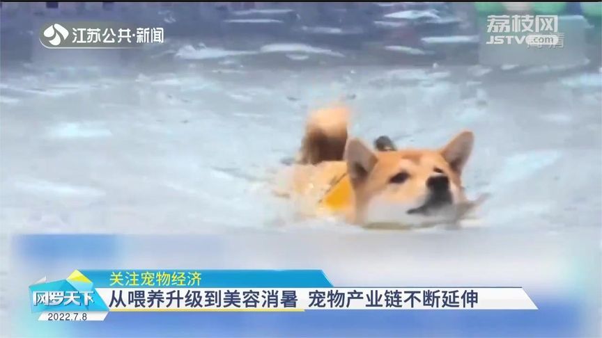 养一只宠物要花多少钱?统计数据来了!“铲屎官”撑起千亿规模