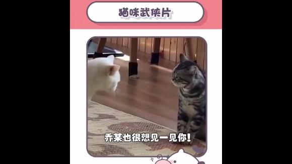 猫咪武侠篇--决战武林之巅