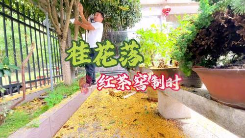留住秋天的味道,唯有一杯桂花红茶!