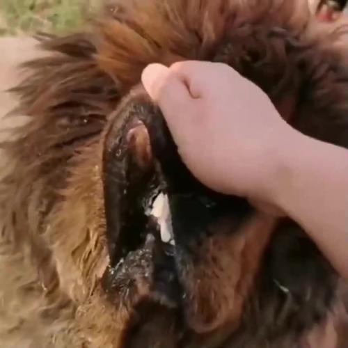 藏獒是上午买的,视频是下午录的,人是晚上走的