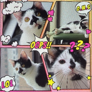 山猪与佐妹 