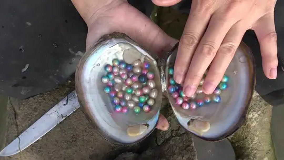 在野外搜寻出淡水贝壳里的珍珠,真的是太漂亮了