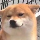 堇鱼鱼 