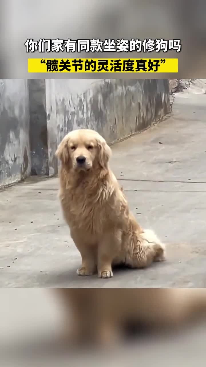 你们家有同款坐姿的修狗吗?“髋关节的灵活度真好”