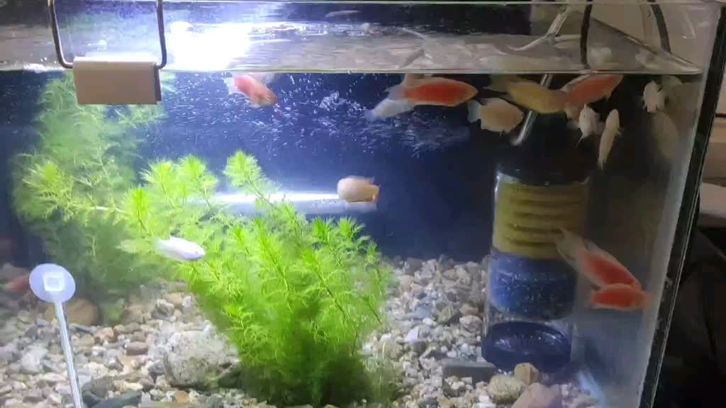 广东气温早晚相差太大,野生斗鱼很多得水霉病,简单治疗下