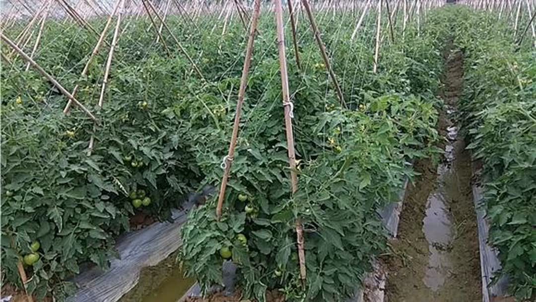 西红柿高产种植亩产1万斤以上这种技术得好好学习学会比打工强